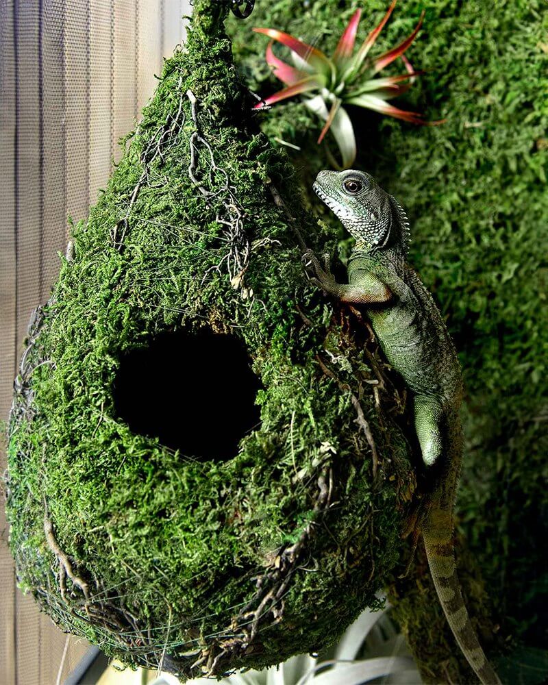 Vined Raindrop Mossy Hide | Galápagos Reptile Gear