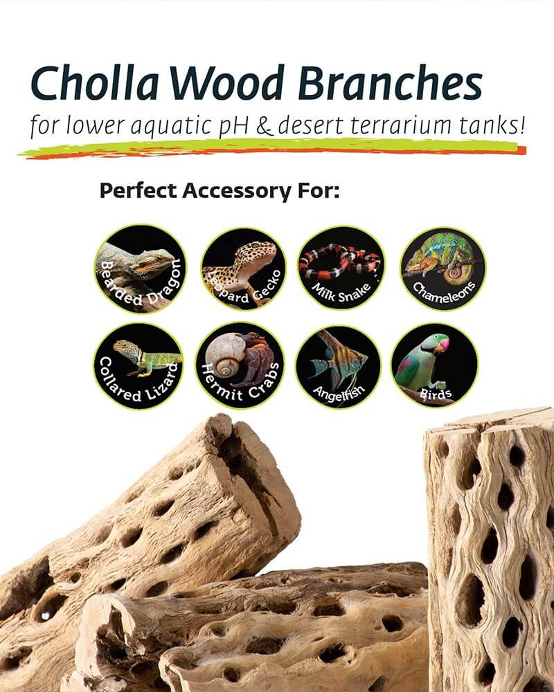 Cholla Wood Branches