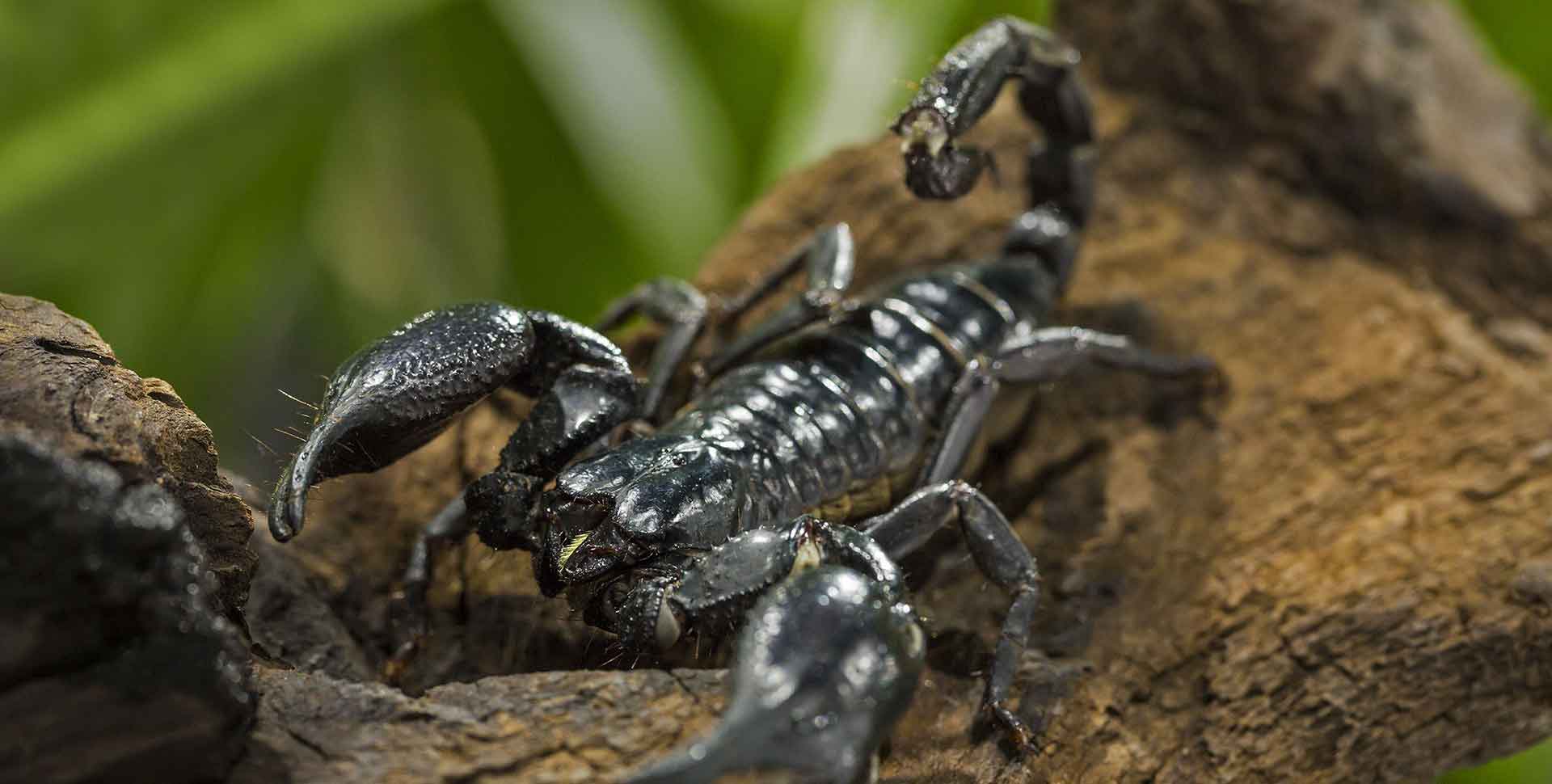 Emperor Scorpion Care Guide | Galápagos Reptile Gear