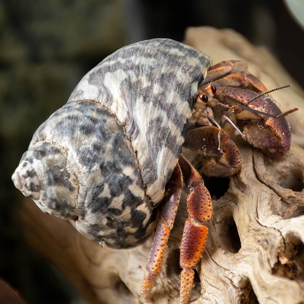 Hermit Crabs | Animal Care Guide | Galápagos Reptile Gear