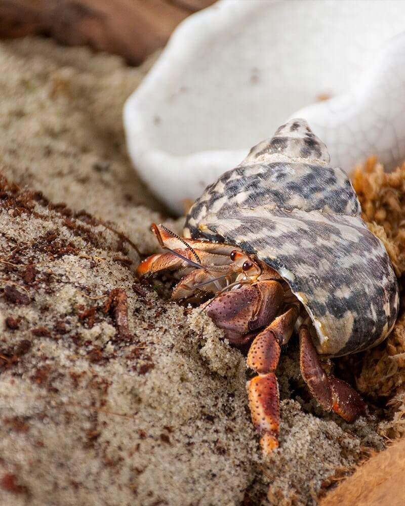 Hermit Crab Substrate 4QT | Galápagos Reptile Gear