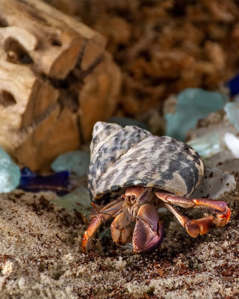 Hermit Crab Substrate 4QT | Galápagos Reptile Gear